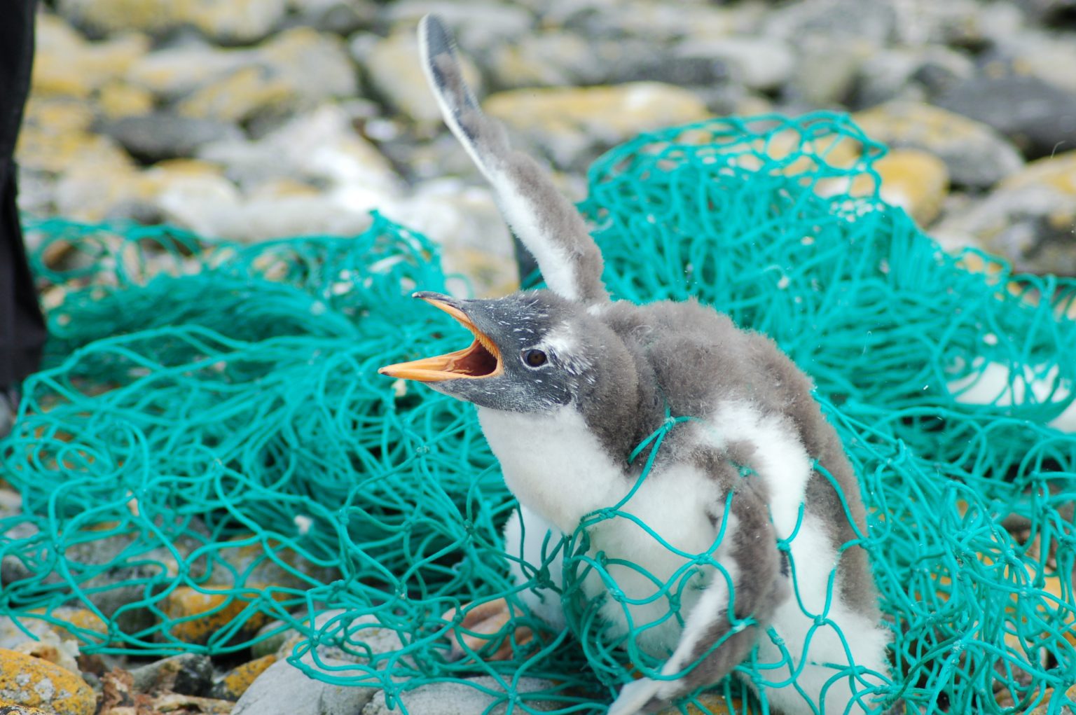 Killed & injured by plastic pollution: individual animal stories ...