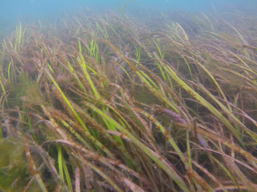Seagrass Vs Water Quality - Report Launch - Surfers Against Sewage