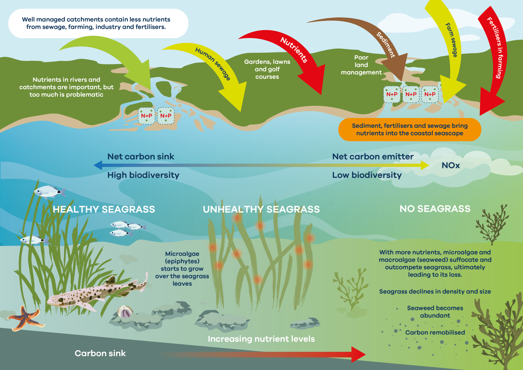 Seagrass Vs Water Quality - Report Launch - Surfers Against Sewage