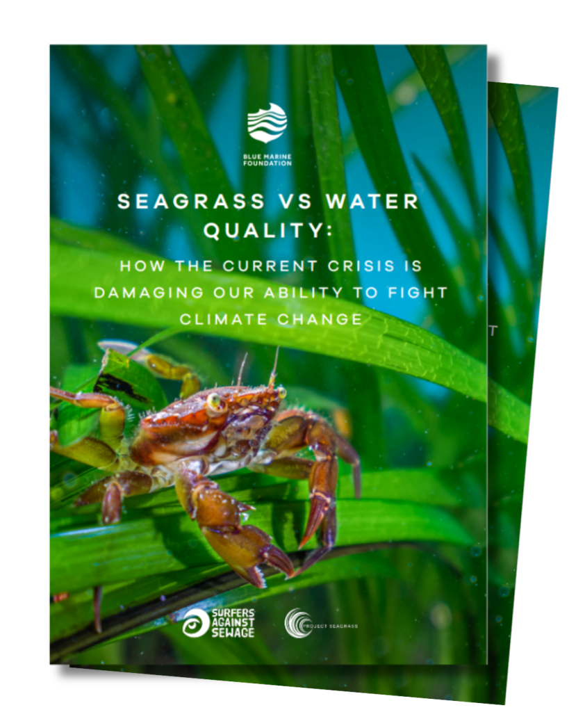 Seagrass Vs Water Quality - Report Launch - Surfers Against Sewage
